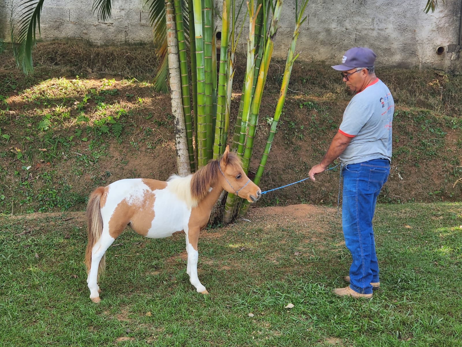 FÁBULA – MINI MULA – VENDIDA | Mini Fazenda Reino Encantado